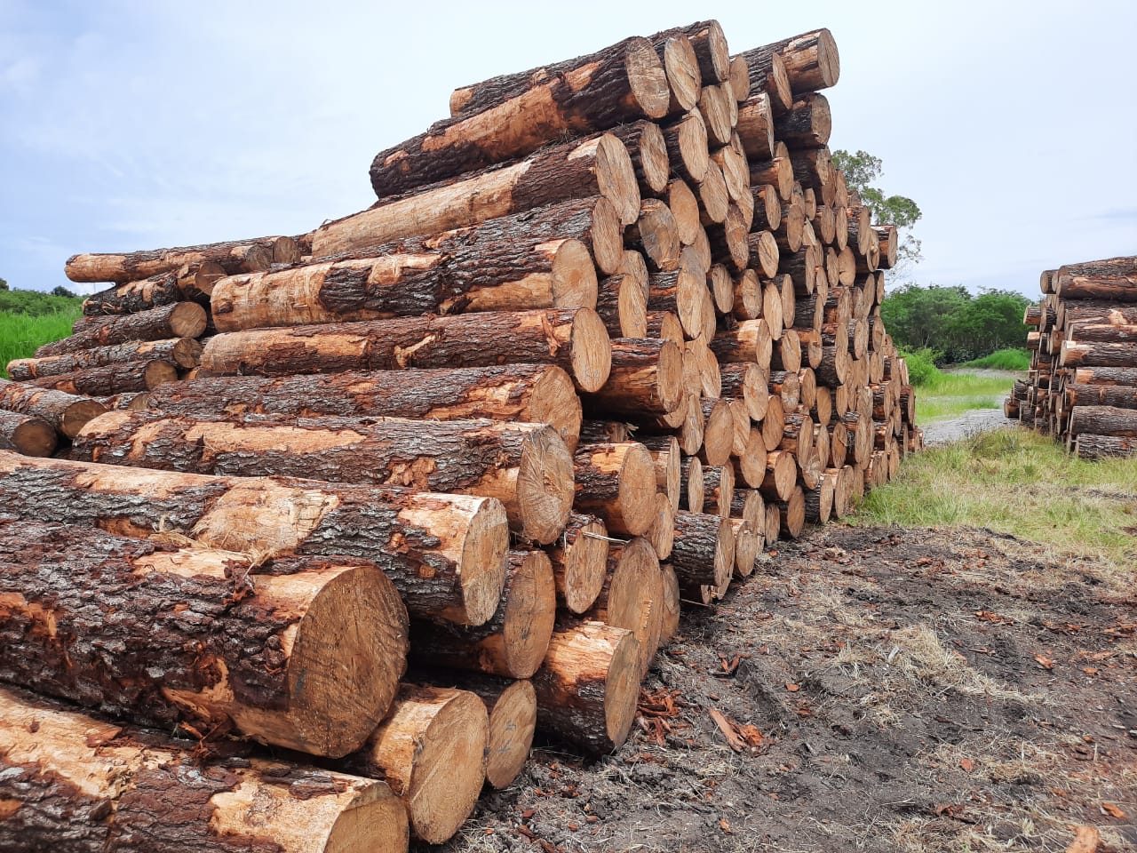 Tusam Hutani Lestari